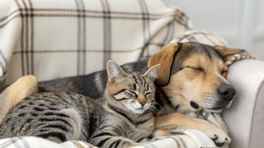 Cat and Dog Toxins | All Creatures Veterinary Hospital