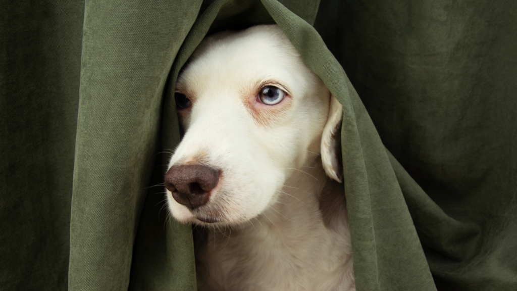 When Dogs Attack Dogs | All Creatures Veterinary Hospital